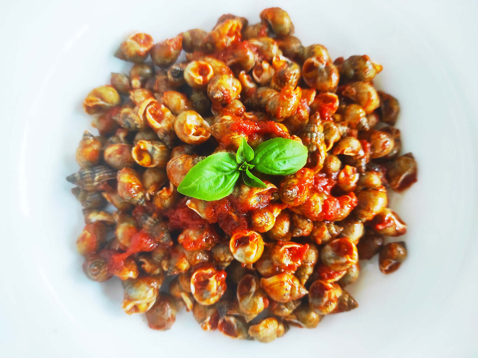Lumachine di mare al sugo di pomodoro e basilico - Orapesce